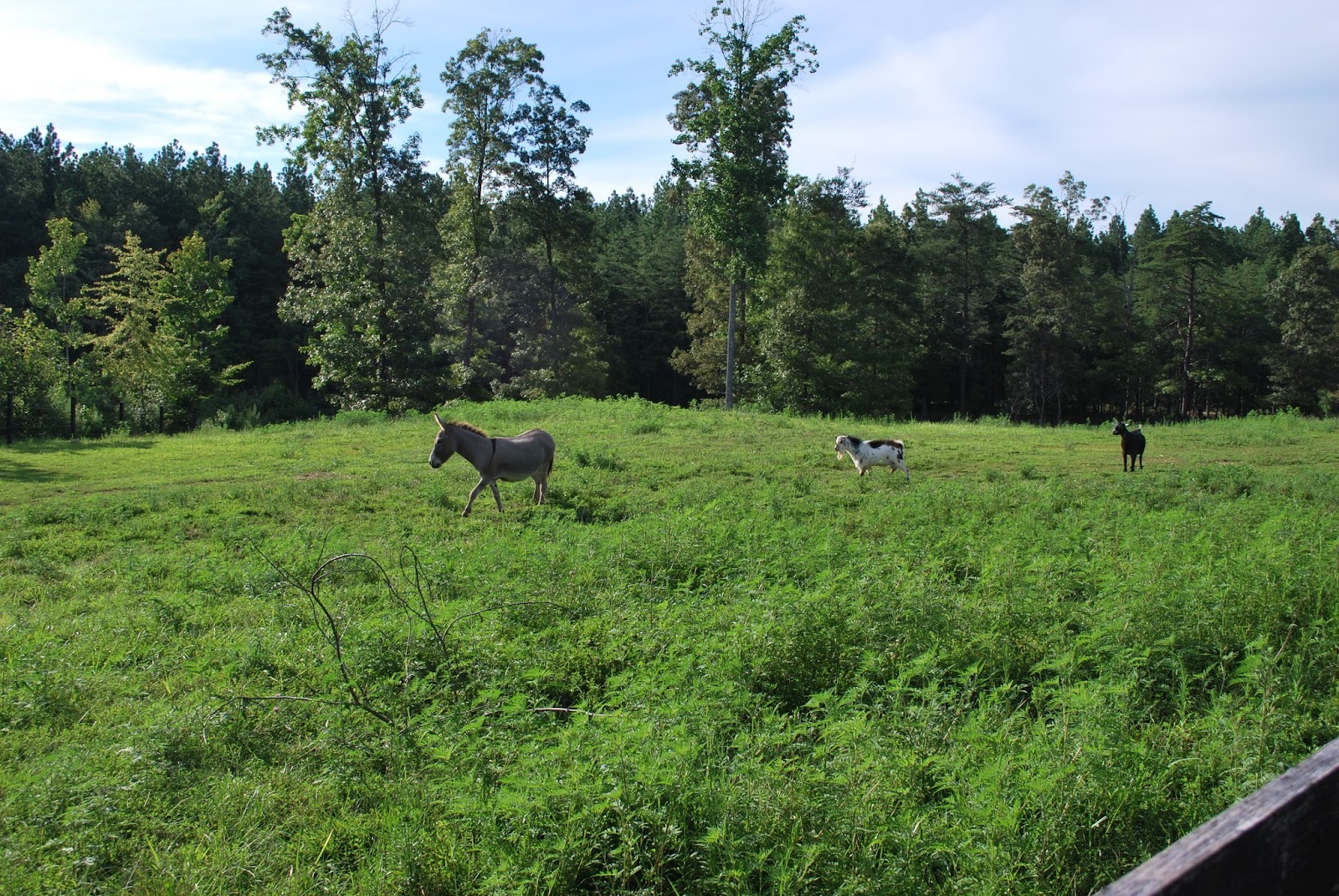 OUR PLANS MULTIPLIED: Mooster Comes Home