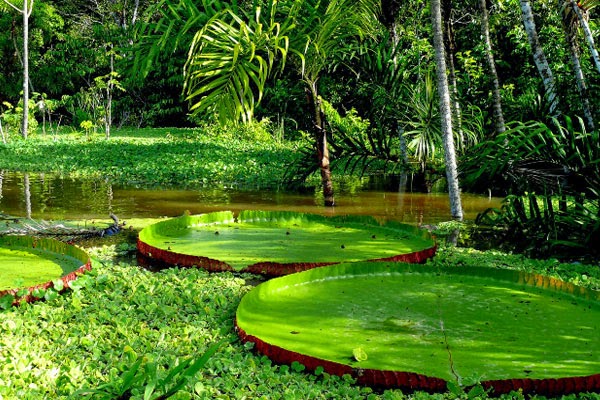10 motivos para preservar a Floresta Amazônica – Brechando