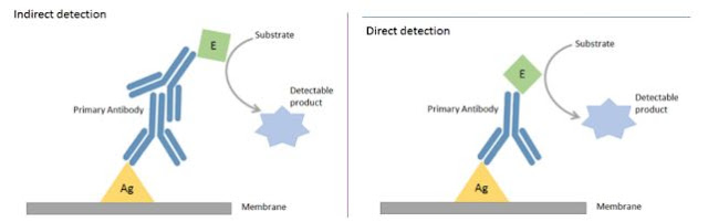 Western Blotting Diagram