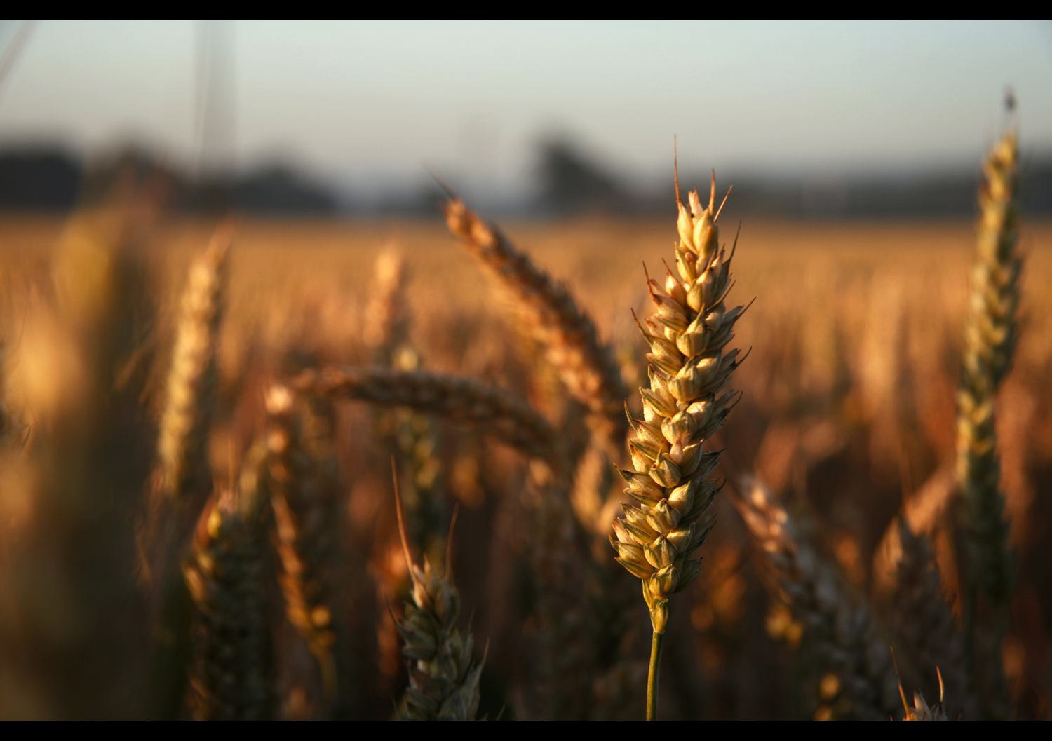 PHOTO PARADISE: Awesome grainfields