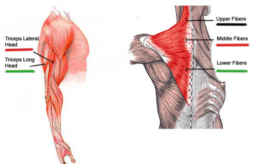 Quando deve mudar os seus exercícios? ~ Boa Forma Fitness