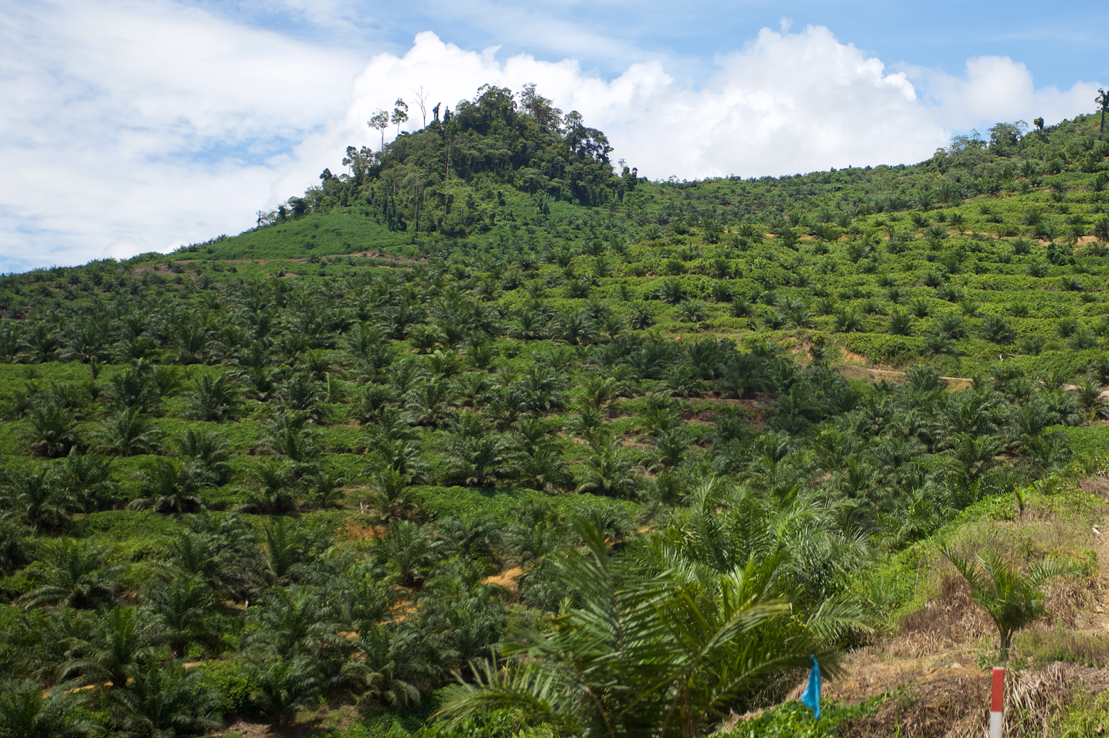 Ipoh Property Agent: Perak Oil Palm Land For Sale