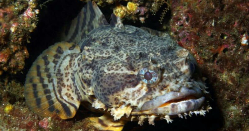 ටොඩ්ෆිෂ් (toadfish)