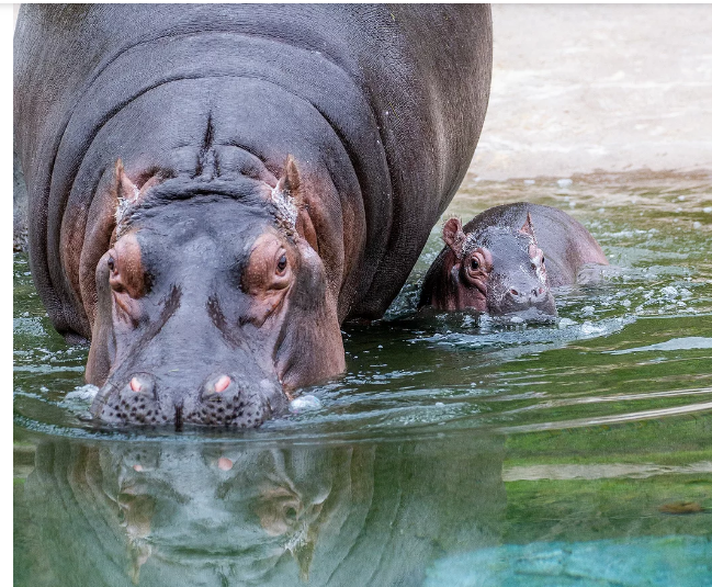 Running With Scissors.(Formerly HippoRastaPotamus): Majestic Hippo Majesty.