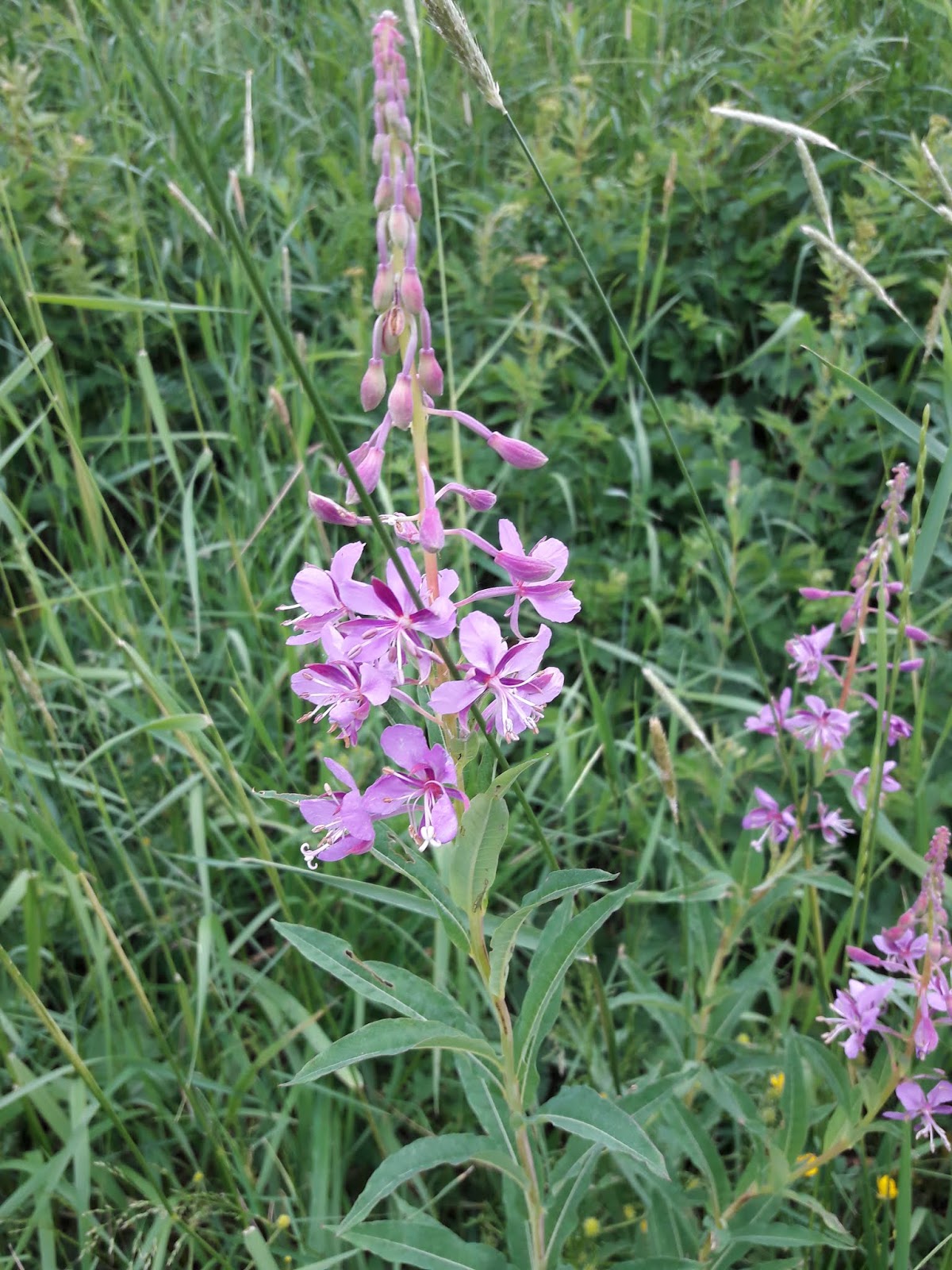 Vakker dag: Geitrams - allerede nå?