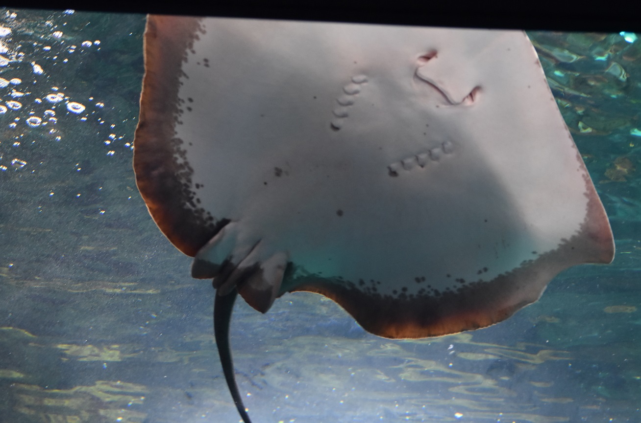 ZOOTOGRAFIANDO (6.096 ANIMALS): RAYA DE JENKINS / JENKINS´ WHIPRAY ...