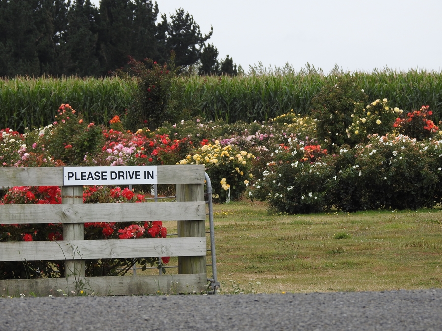 my views of New Zealand: Matthews Roses