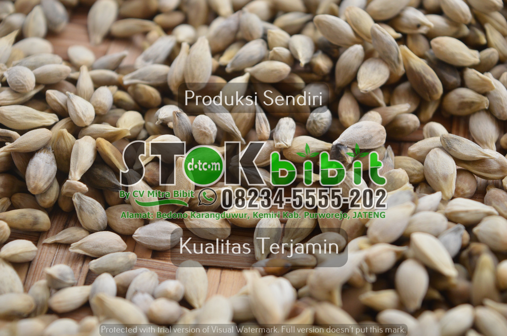 BIBIT JERUK GARUT ASLI Garut Jawa Barat Indonesia likes talking about ...