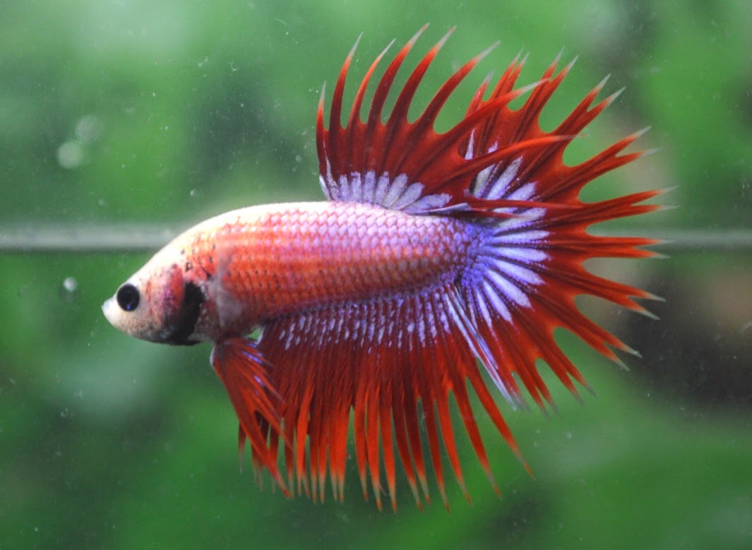 CT135 - Red Cambodian Crowntail ! ~ Betta 138