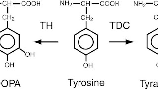 Tyramine