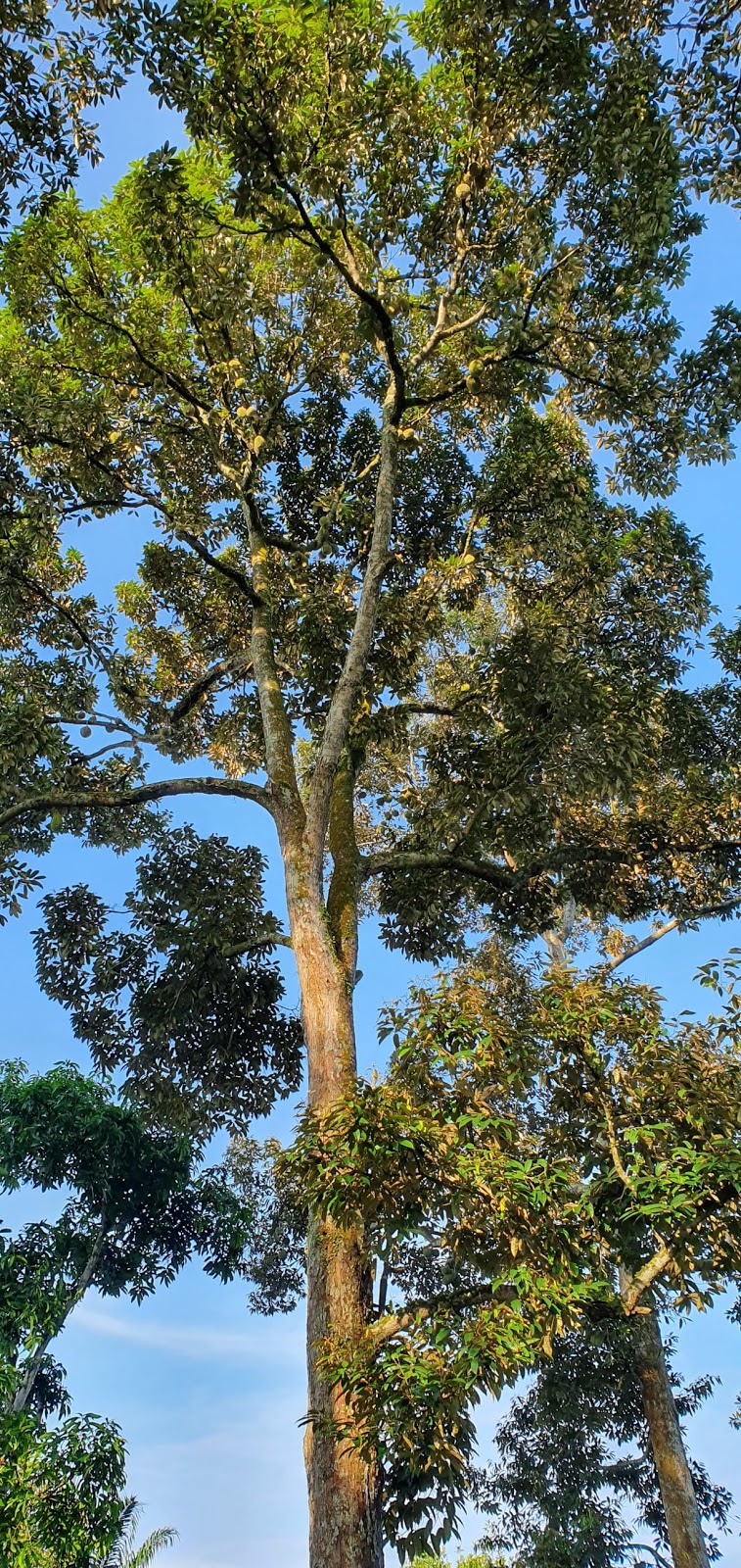 Warisan Petani: Pokok Durian Kampung