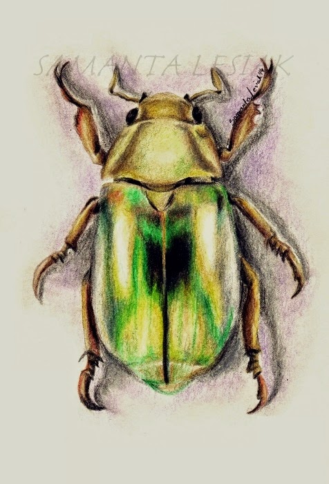 Moja pasja, moje hobby.: Żuczek