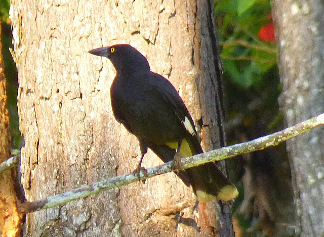 Birding For Pleasure: Pied Currawong