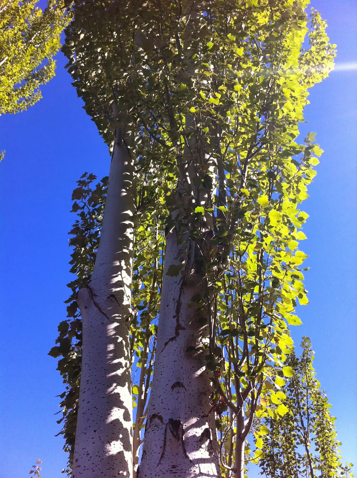 Los árboles del Colegio Base: Chopo 'Populus alba'