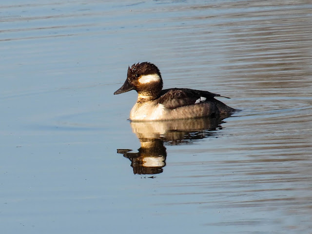 THE BIRD HOUSE: BUFFLEHEAD DUCK: 04/16/2016