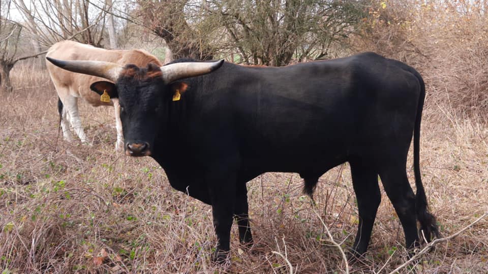 Sayaguesa Cattle