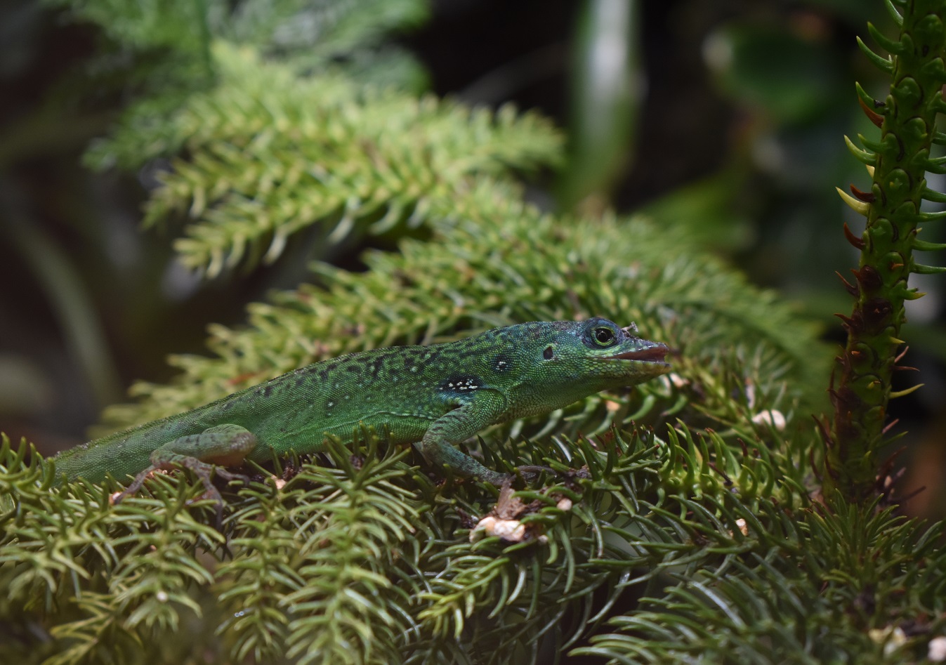ZOOTOGRAFIANDO (6.096 ANIMALS): ANOLIS DE LA MARTINICA / MARTINIQUE ...