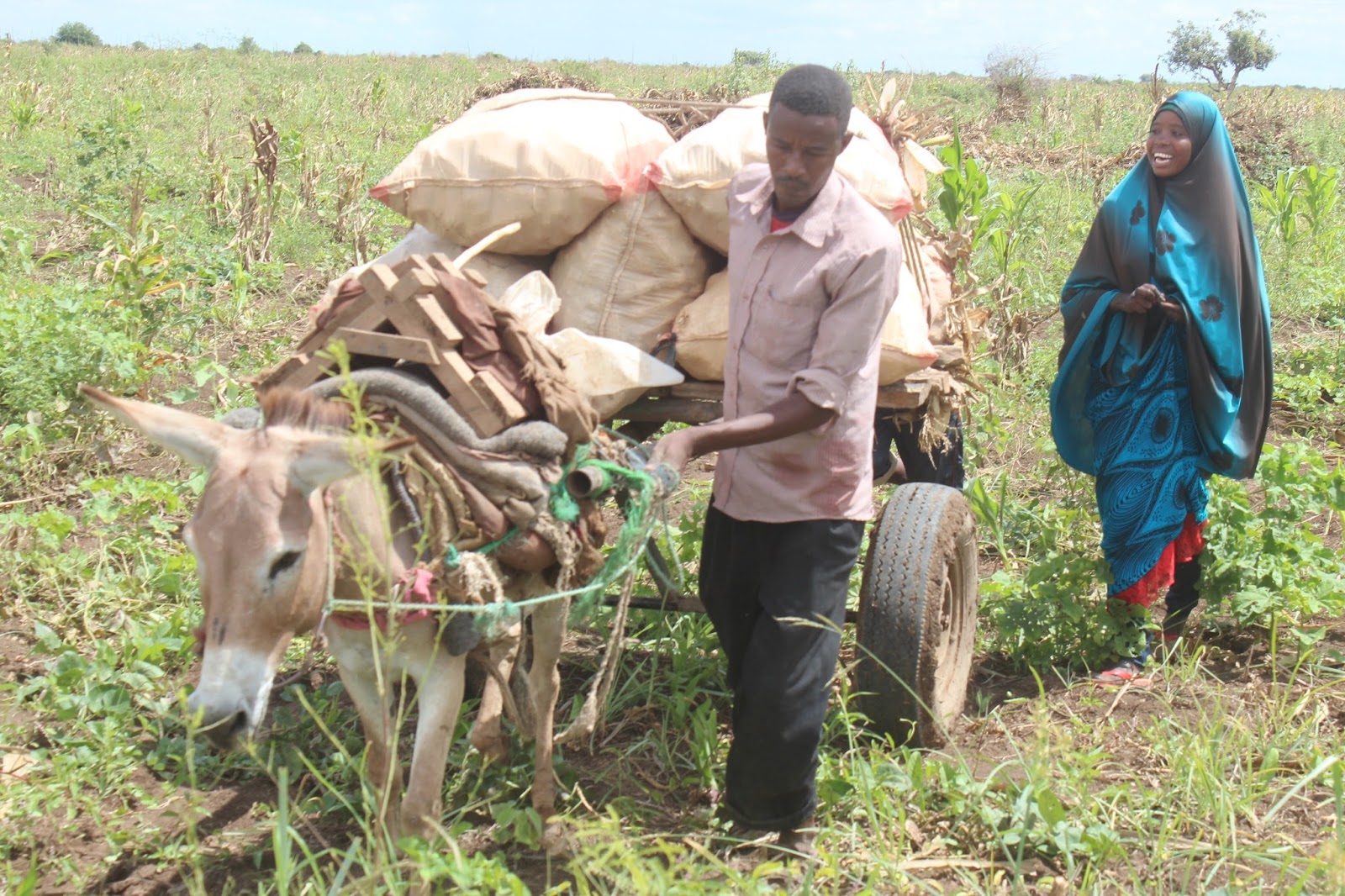 Somalia Stability Fund: Young Somali farmers