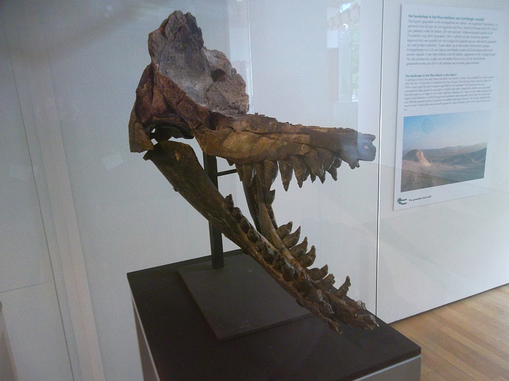 El Pensieve de Dinorider: Acrophyseter deinodon 3D