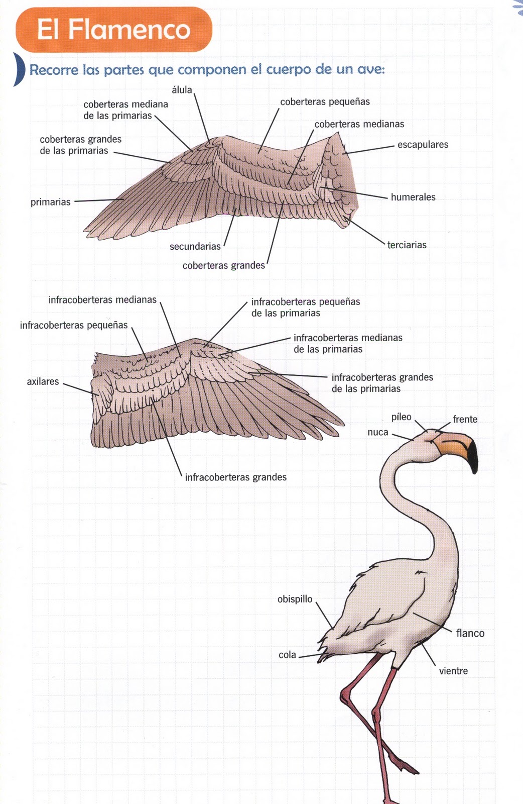 Info animales: ANATOMÍA DE LAS AVES