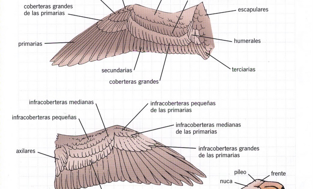 Info animales: ANATOMÍA DE LAS AVES