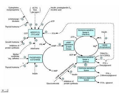 BIOLOGI: METABOLISME KARBOHIDRAT, PROTEIN DAN LEMAK