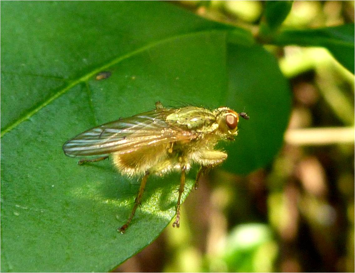 Insects of Scotland: Other Flies/Picture-wing Flies
