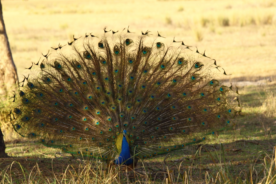 Untamed Traveller: Checklist - Birds of Kanha