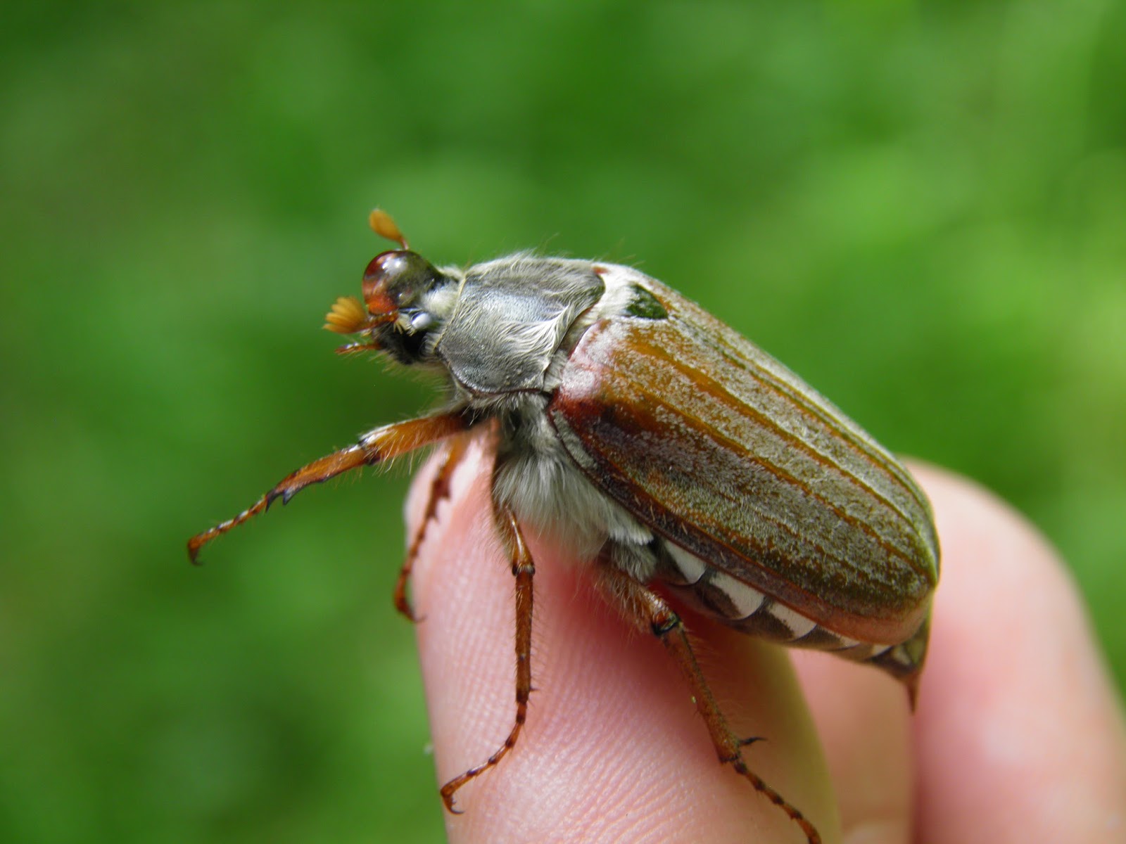 Arizona: Beetles, Bugs, Birds and more: Midsummer week in a NW German ...
