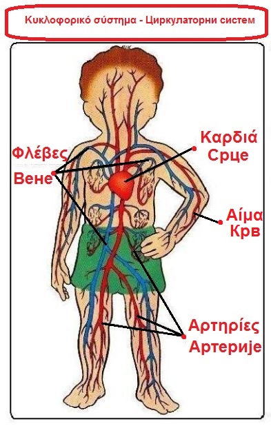 Naučite Grčki - Μάθετε Σέρβικα: Το Ανθρώπινο Σώμα - Ljudsko telo - 1.deo