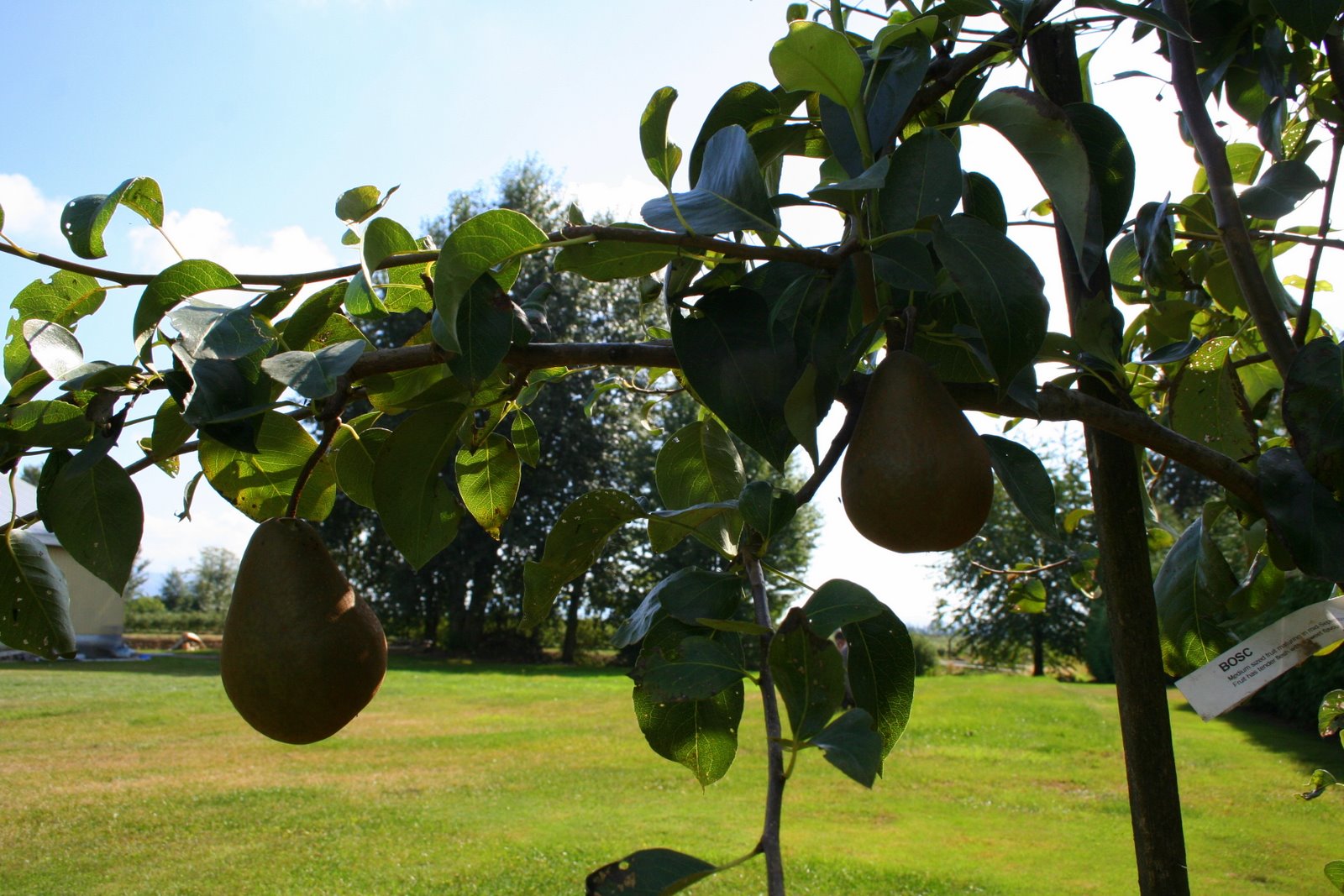 Bosc Pears