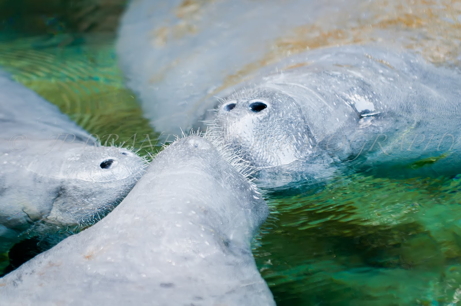 JP BRANDANO: FLORIDA'S FINE ART PHOTOGRAPHERS: MANATEE; WE NEED TO STOP ...