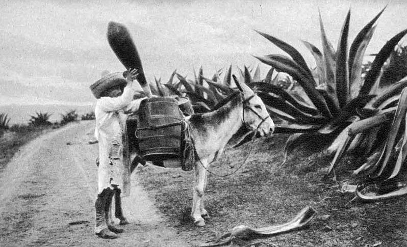 Metodologia 611: La Esencia del Pulque