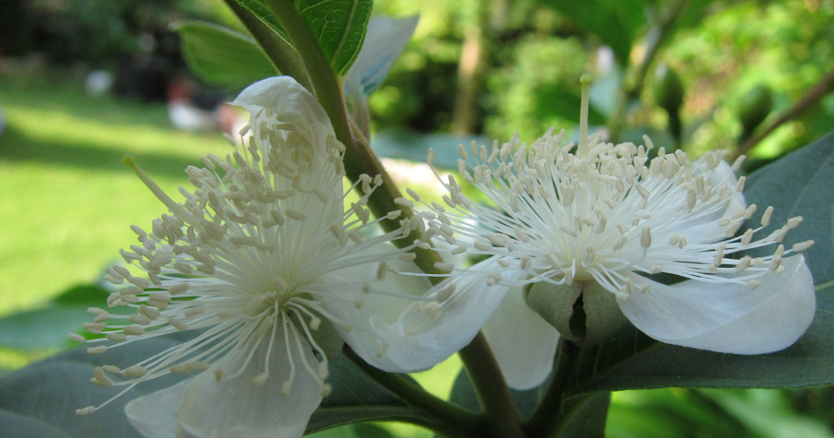 gt_2の熱帯果樹＆小果樹栽培記: Psidium sp.開花