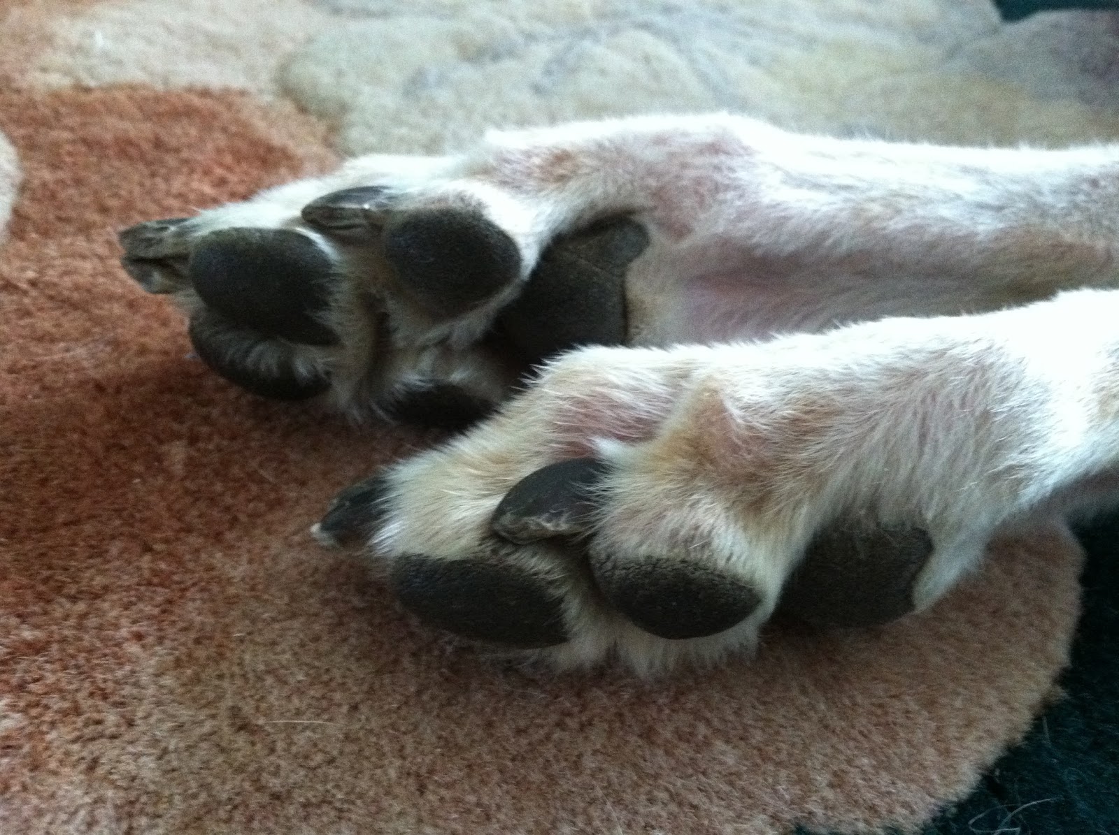 Northern Lights Greyhound Adoption Dog Blog: NLGA Photo Roundup ...