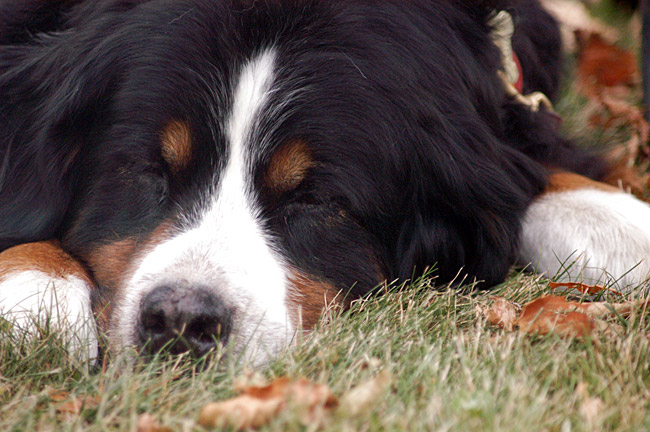 El Perro Boyero de Berna | Segundo Animal