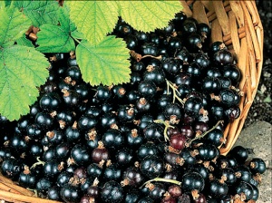 RIBIZLA -idealna kombinacija