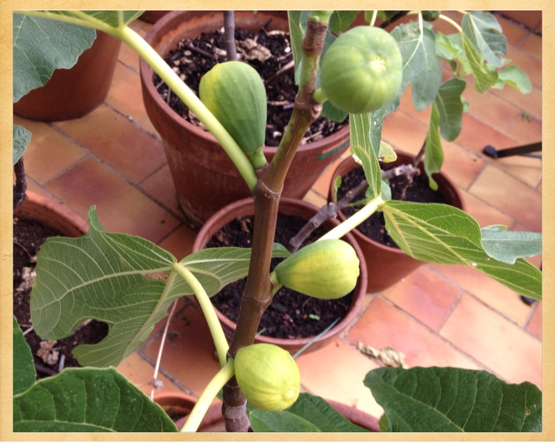 I'm an Outlaw, Not a Hero: Fig drop.