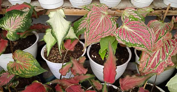 Agar Tetap Segar, Begini Syarat Tumbuh Tanaman Hias dalam Ruangan