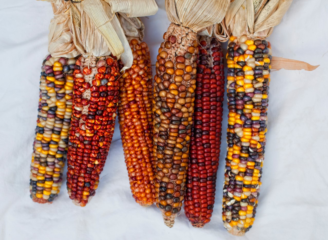 Professor Kitchen: How to Cook Fresh Corn - Part 1, Pick Your Corn Not ...