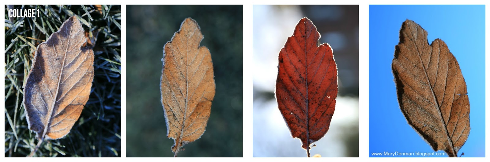 Mary Denman: Photo Tip Friday: Backgrounds in Photography