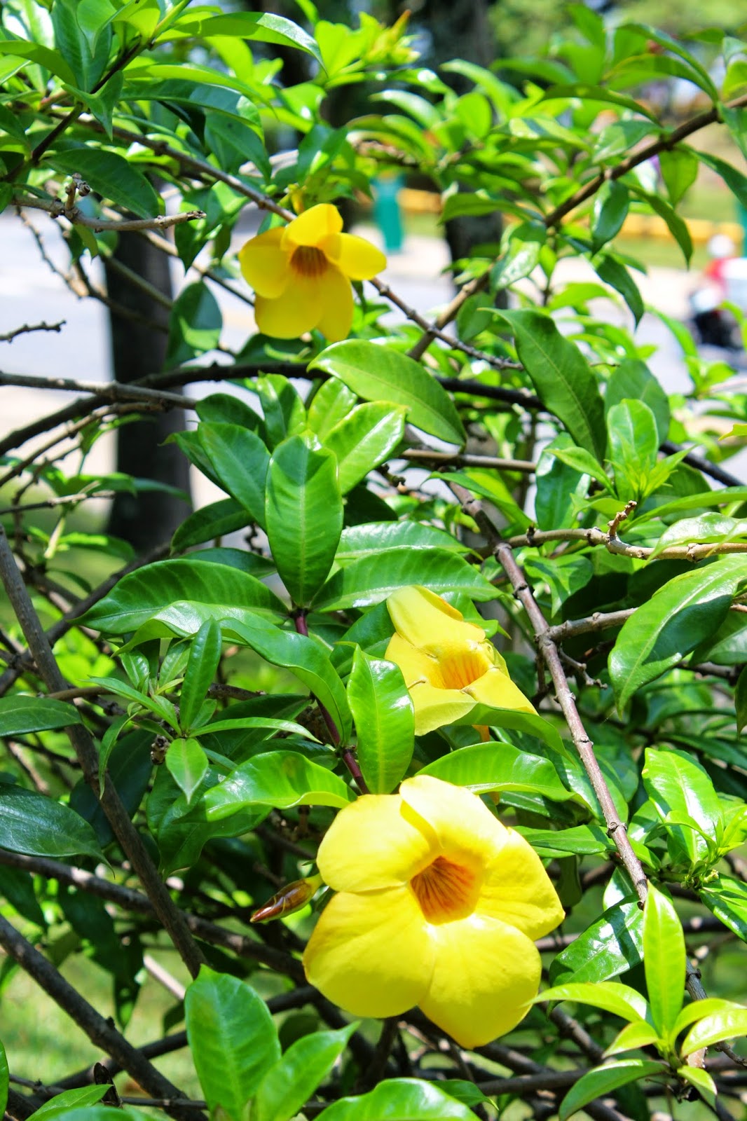 Uma flor por dia: Alamanda