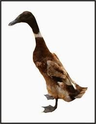 SPESIALIS TERNAK: JENIS JENIS ITIK PETELUR DAN PEDAGING