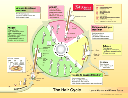 Hair Expert: Hair Structure and Hair Life Cycle