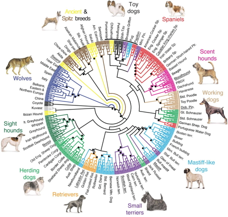 The Genealogical World of Phylogenetic Networks: Why do we still use ...