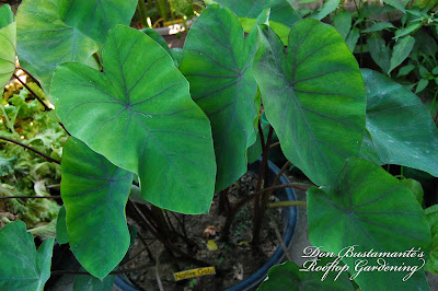 Don Bustamante's Rooftop Garden: Native Gabi