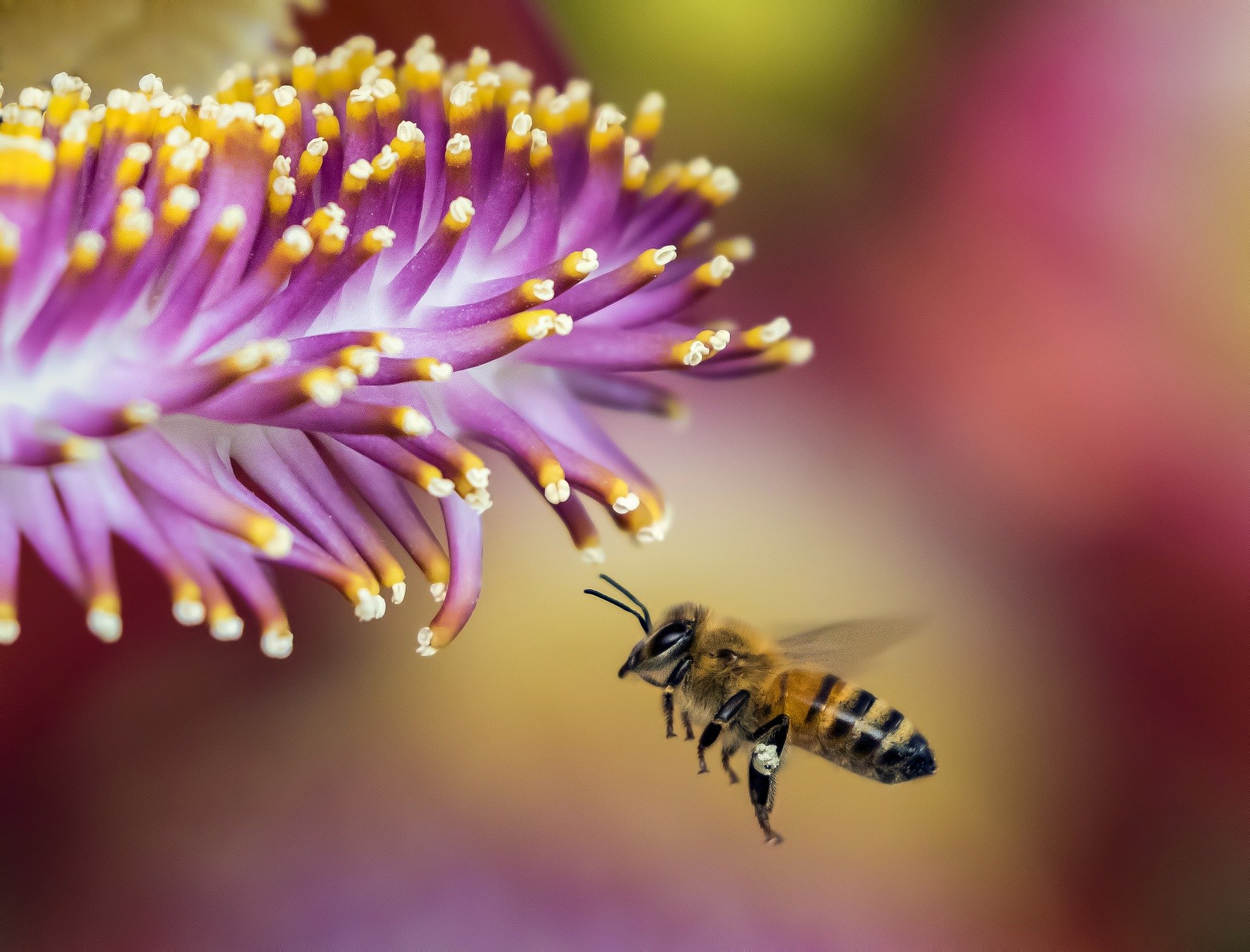 Amazing facts of Bees. | Interestingfactswildlife.in