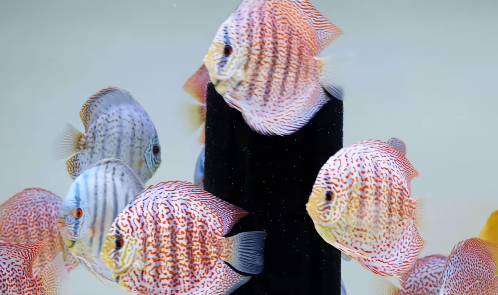 100 Discus Classification according to color and line | king fish