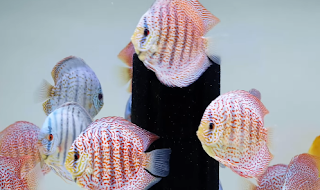 100 Discus Classification according to color and line | king fish