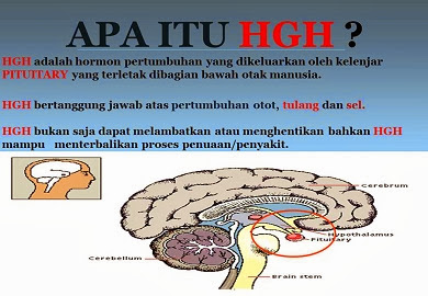 Manfaat H G H (Human Growth Hormone) - Bionutric Indonesia | Terapi ...